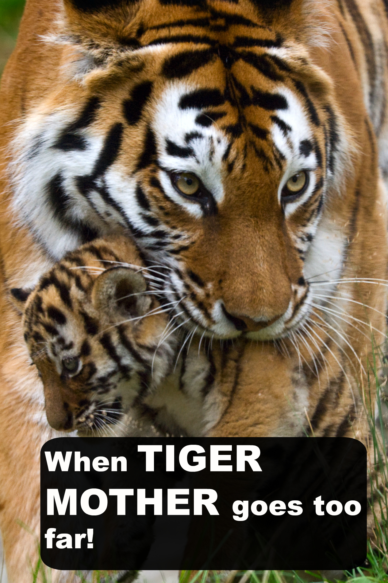 Tiger Mother Goes Too Far In Classroom: A Conversation - drmommybrain